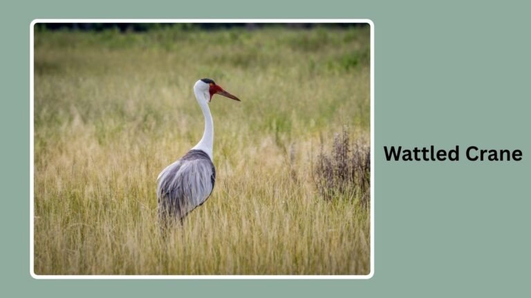 16 Types of Common Crane Birds: Identification with Images