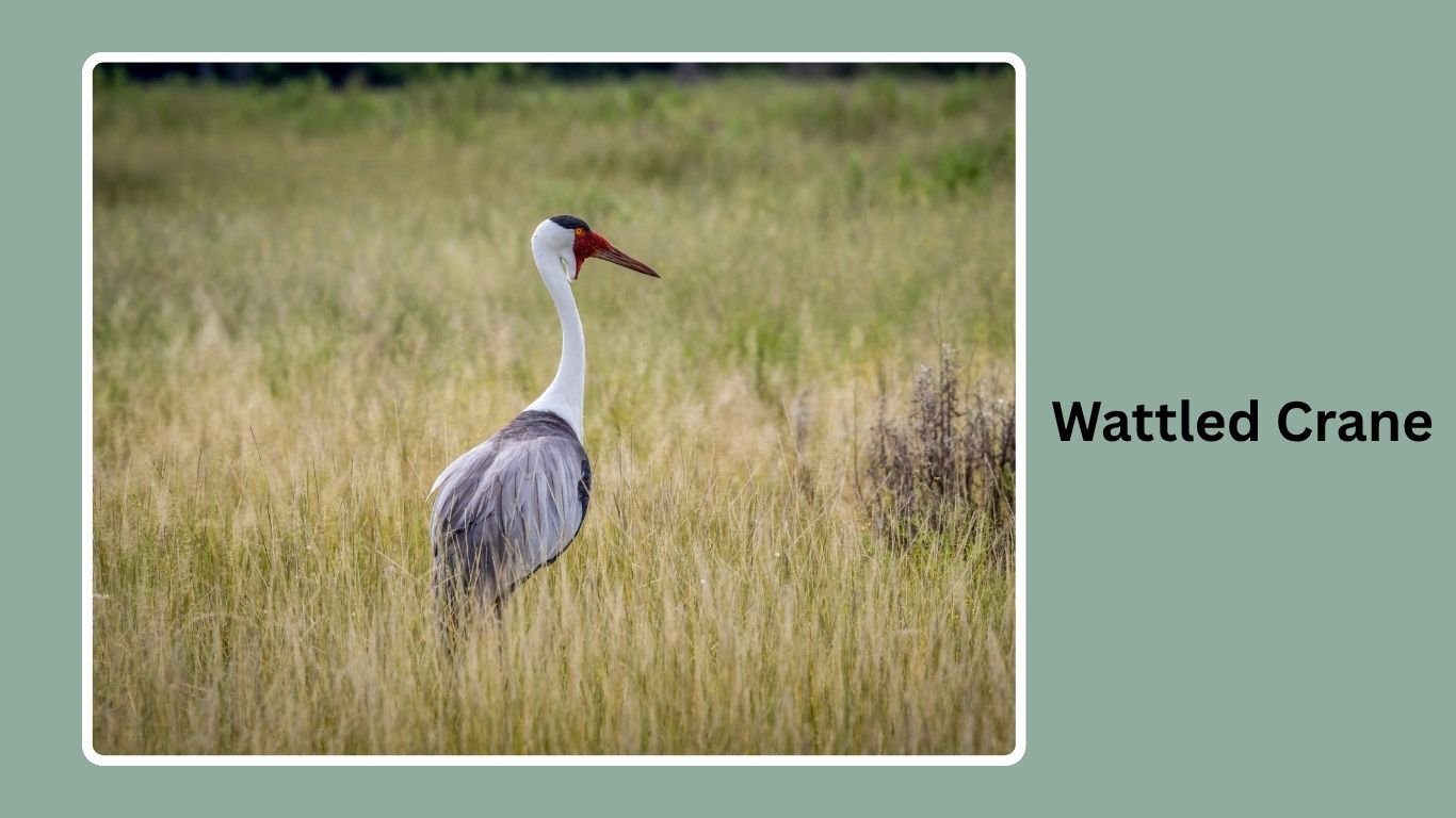16 Types of Common Crane Birds: Identification with Images