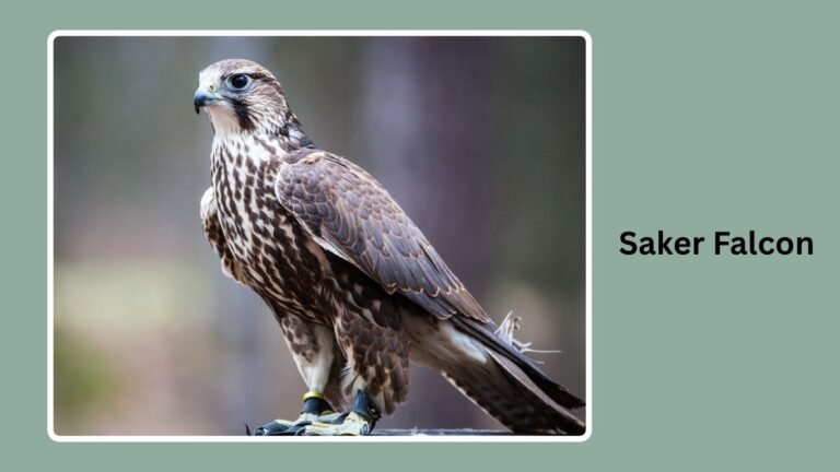 20 Types of Falcons Birds: Identification With Name & Images