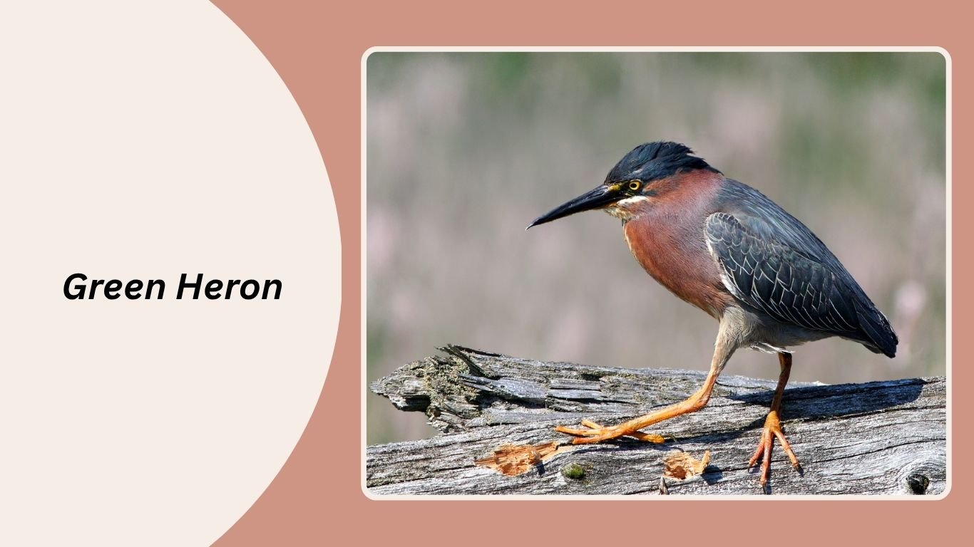 17 Common Types of Herons: Images, Traits, and Habitats