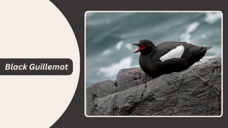 18 Types of Auk Birds: Identification, Habitat & Pictures