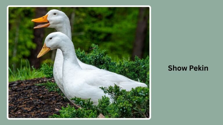 8 Types of Pekin Ducks: Identification with Pictures