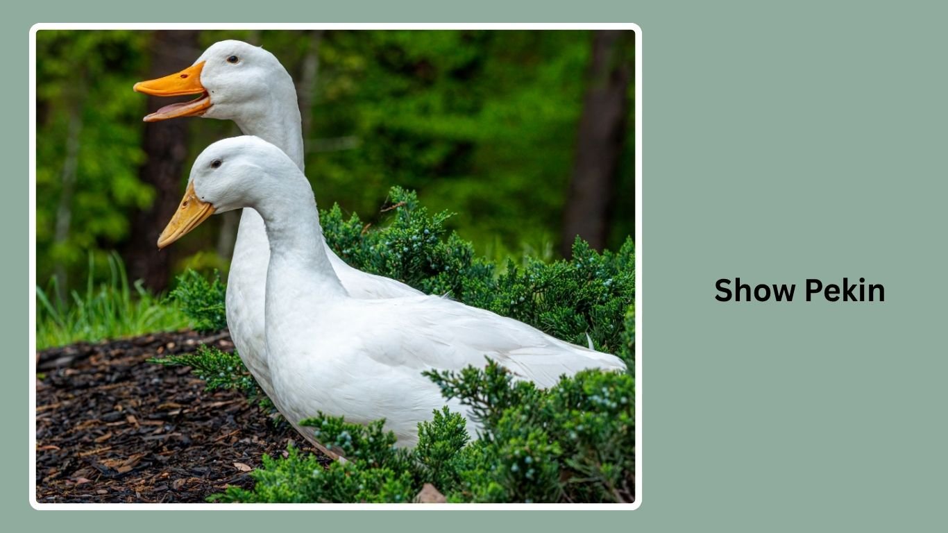8 Types of Pekin Ducks: Identification with Pictures
