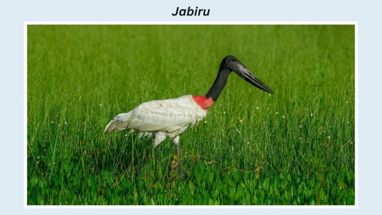8 Types of White Stork Birds: Identification with Pictures