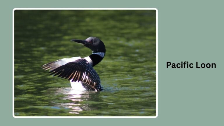 12 Types of Loons (Divers): Pictures, Regions & Identification
