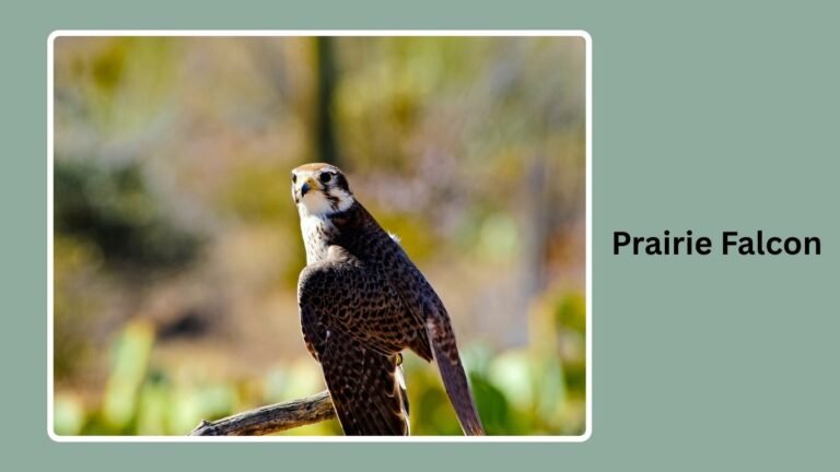 20 Types of Falcons Birds: Identification With Name & Images