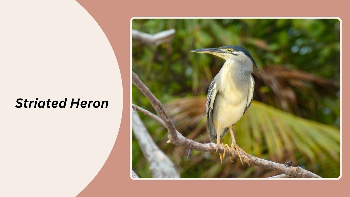 17 Common Types of Herons: Images, Traits, and Habitats