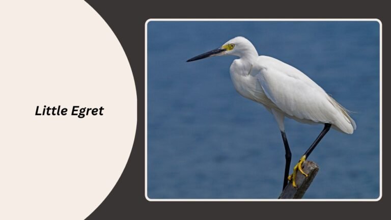 13 White Birds with Long Beaks: Identification With Images