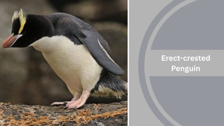 15 Types of Penguins: Identification With Pictures