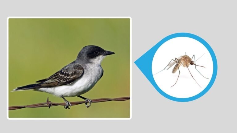 15 Birds That Eat Mosquitoes: Diet, Behavior, Identification