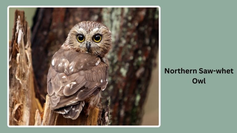 32 Types of Owls: Common species (Name With Picture)