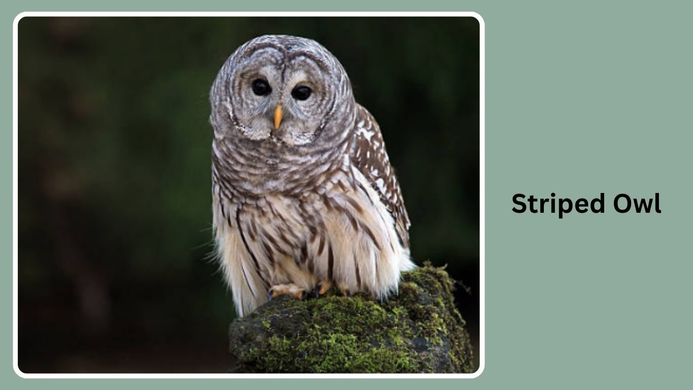 32 Types of Owls: Common species (Name With Picture)