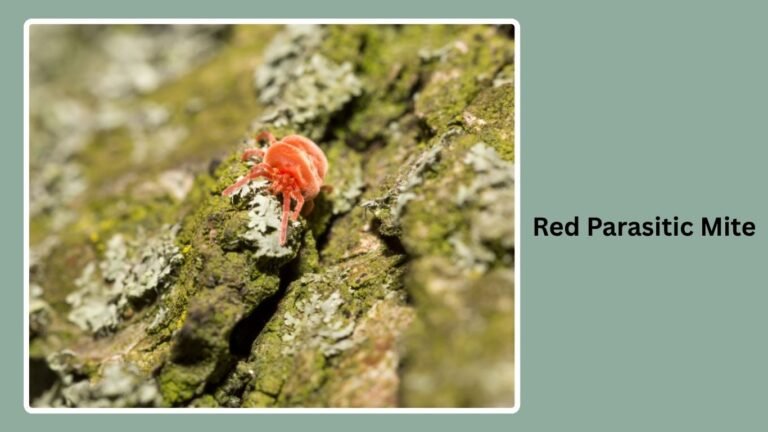 13 Types of Small Red Spiders: Identification With Name & Pictures