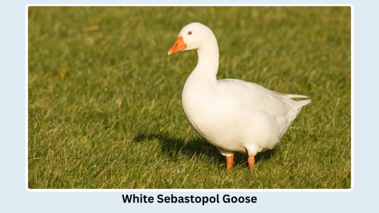 14 Types of Completely White Geese (Identification & Growth Details)