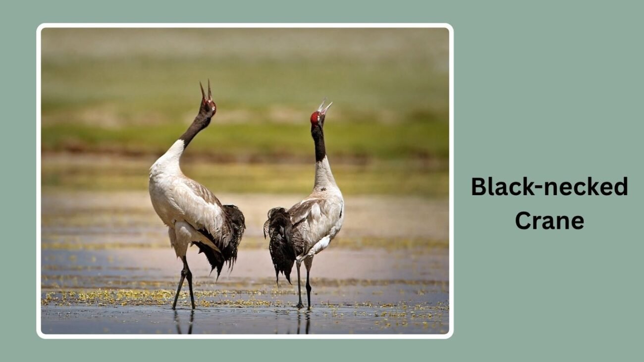 16 Types of Common Crane Birds: Identification with Images