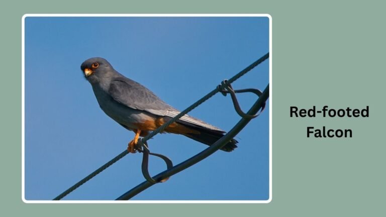 20 Types of Falcons Birds: Identification With Name & Images