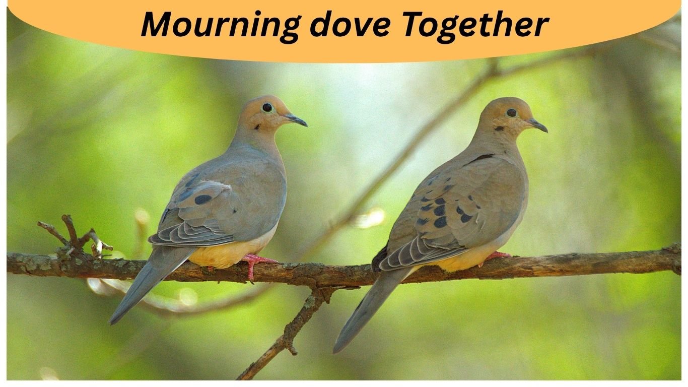 Mourning Dove Male vs Female: Identify Key Differences