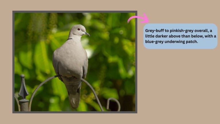 Eurasian Collared Dove: Identification, Behavior, Range, Lifecycle
