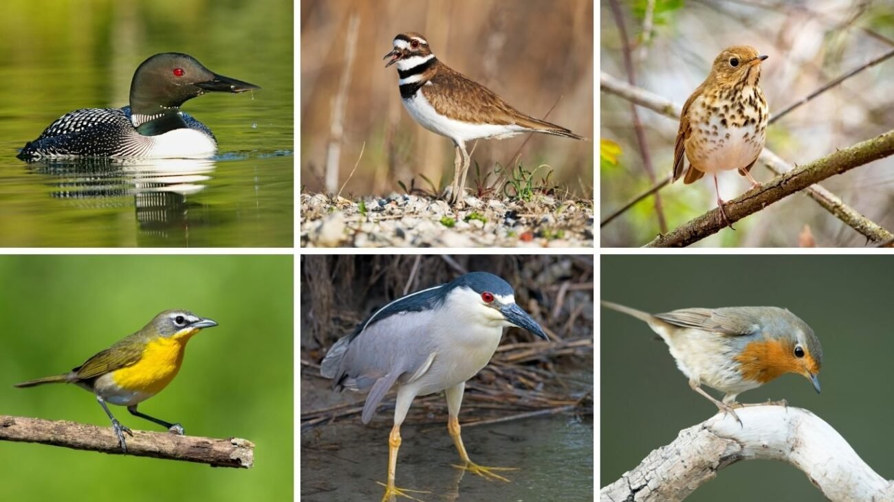 Owls of Florida: 9 Species (Identification with Pictures )