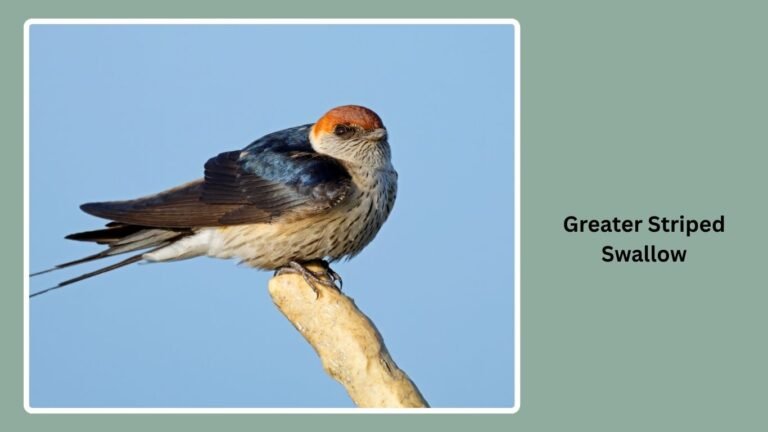 30 Types of Swallow Birds: Identification, Habits, and Nesting