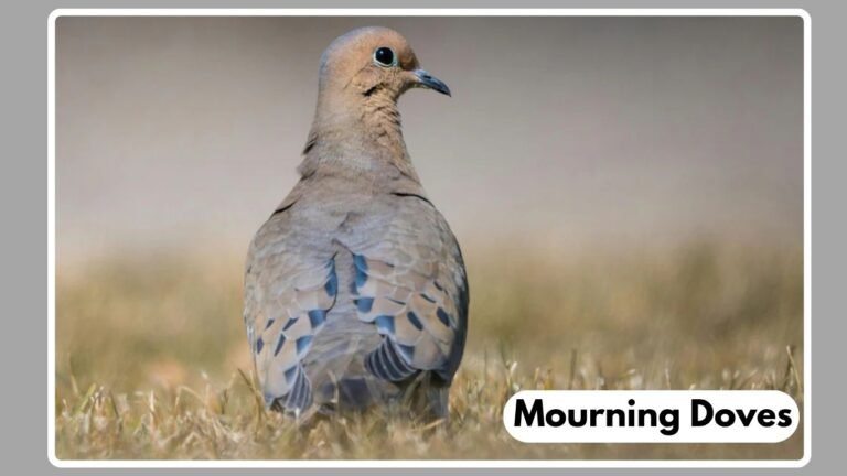 Are Mourning Doves Endangered Species? Status & Conservation