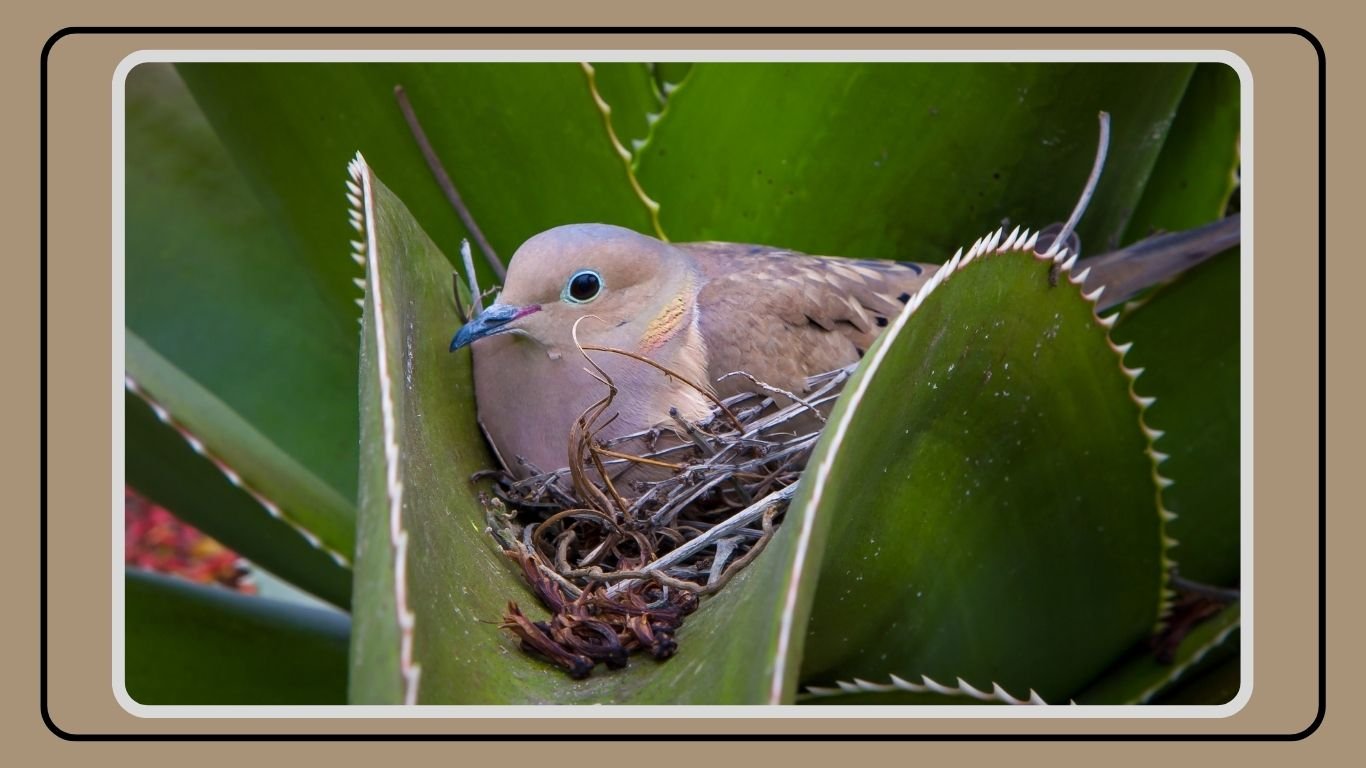 Mourning Dove Nest, Eggs, Babies, Diet With Pictures