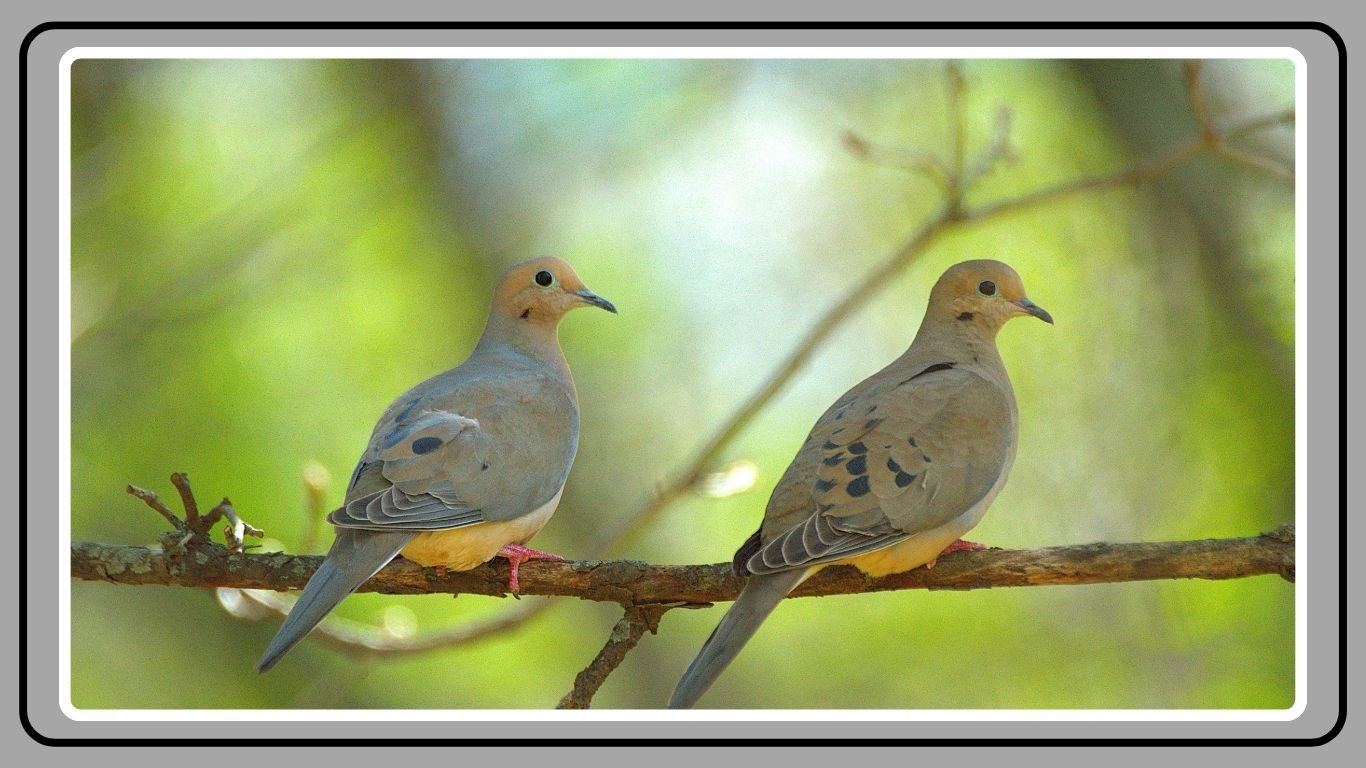 Are Mourning Doves Endangered Species? Status & Conservation