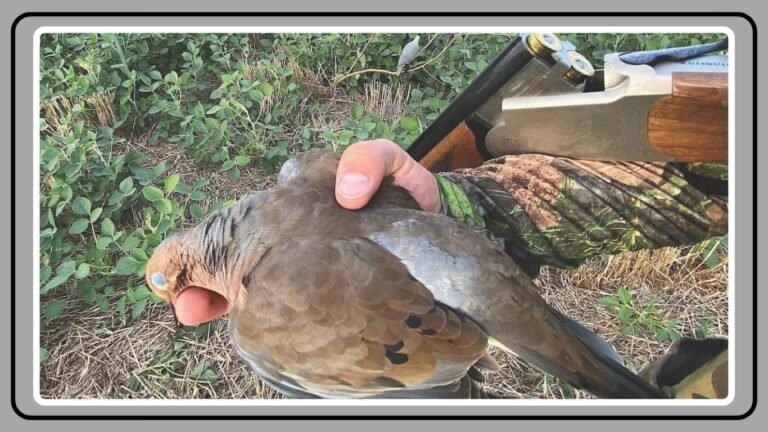 Are Mourning Doves Endangered Species? Status & Conservation