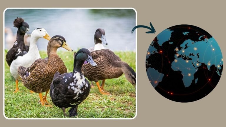 Where Do Most Ducks Live? (Habitat Types, & Global Distribution)
