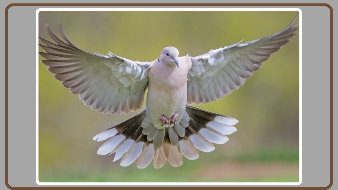 Are Mourning Doves Dangerous or Aggressive?