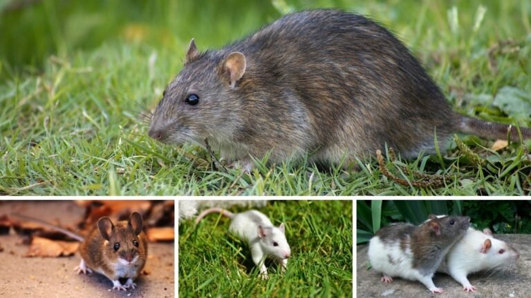 How to Catch and Get Rid of Mouse in House: 7 Methods