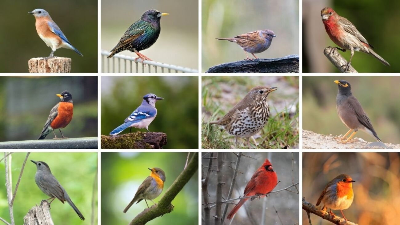 9 Birds That Lay Blue Eggs: Identification with Pictures