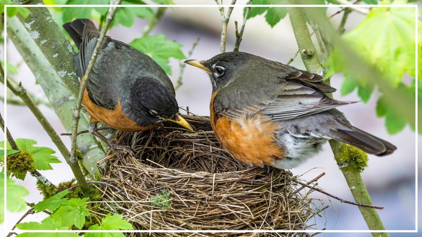 American Robin Male vs Female: 7 Key Differences (Images)
