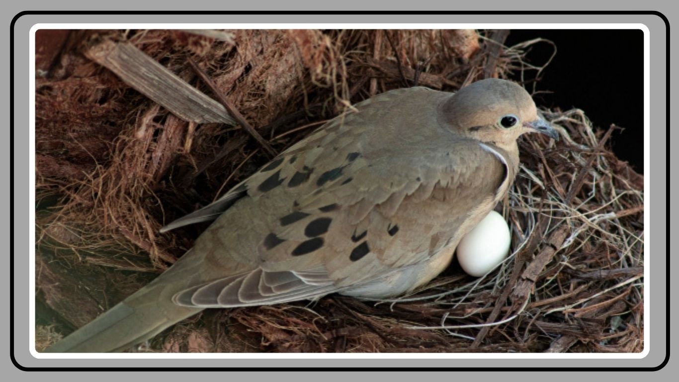 Where Do Mourning Doves Live? Natural Habitat