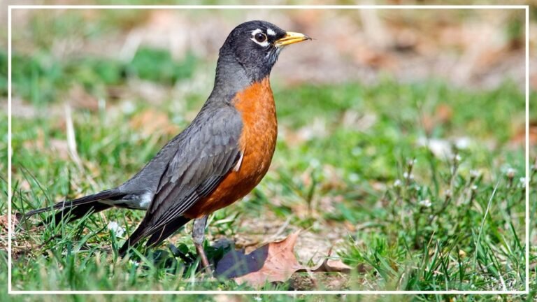 American Robin Male vs Female: 7 Key Differences (Images)