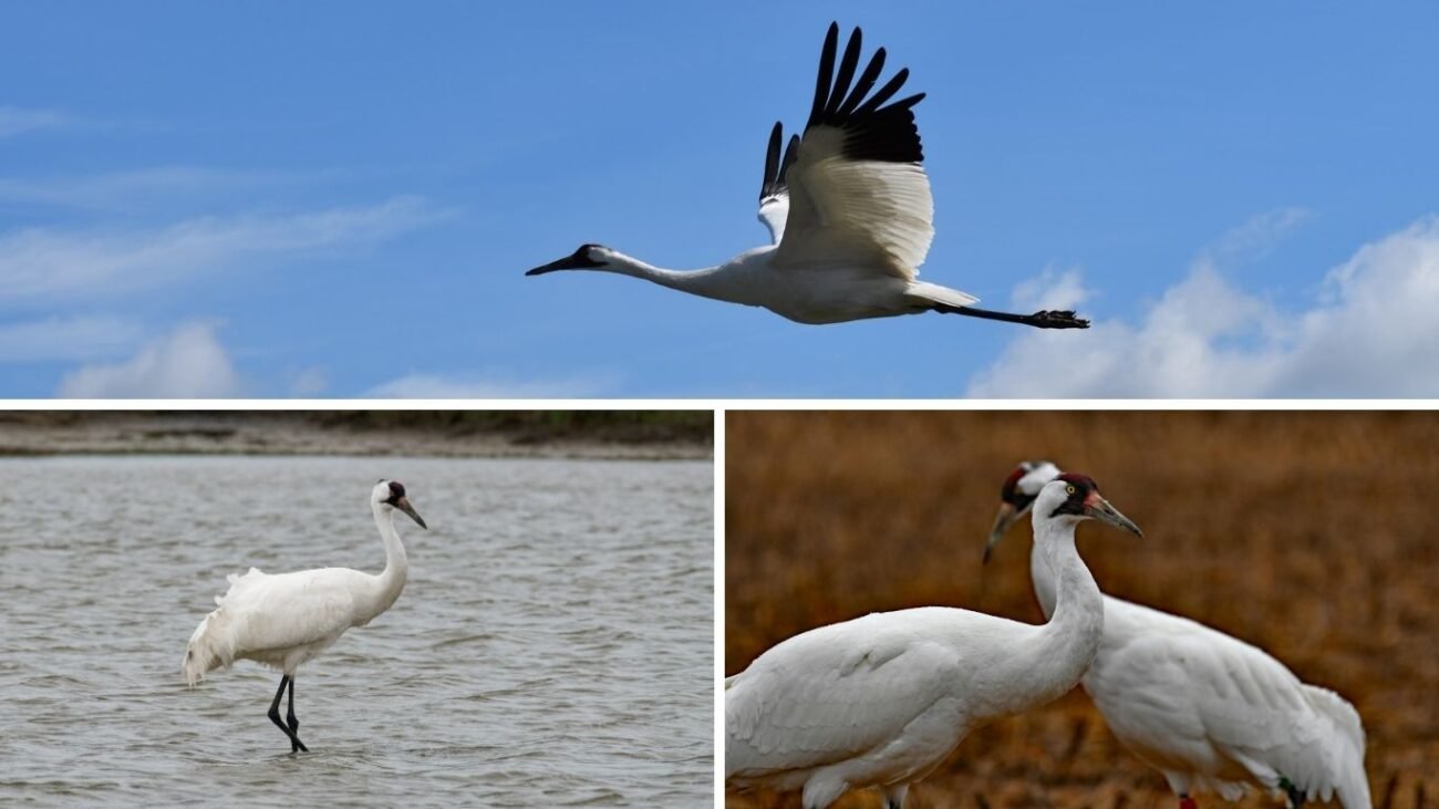 16 Types of Common Crane Birds: Identification with Images