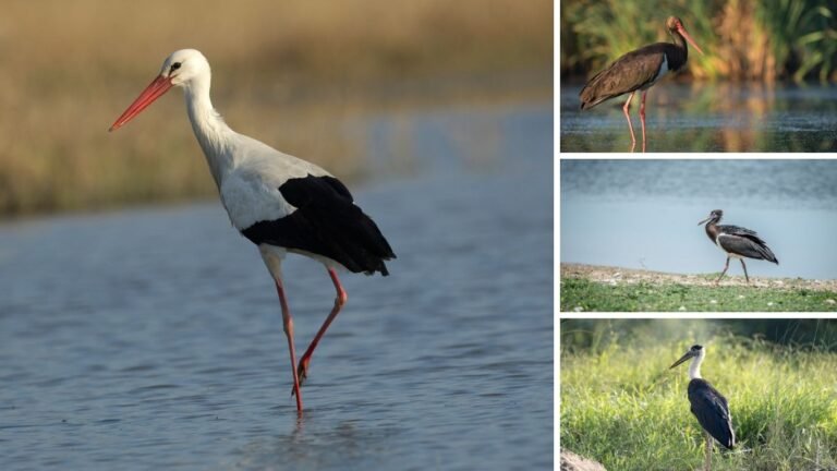19 Types of Storks: Identification with Images and Features