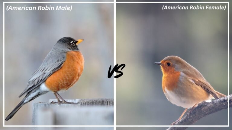 American Robin Male vs Female: 7 Key Differences (Images)