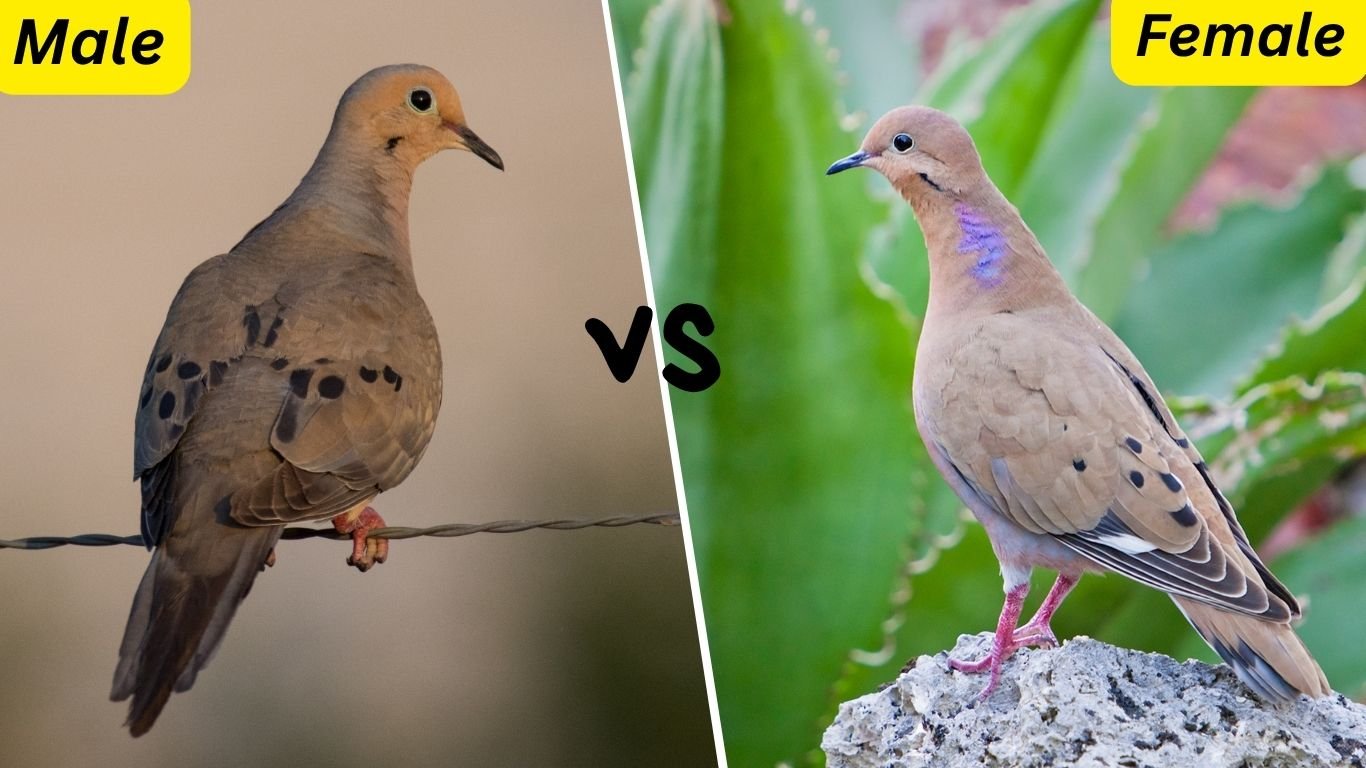 Mourning Dove Male vs Female: Identify Key Differences