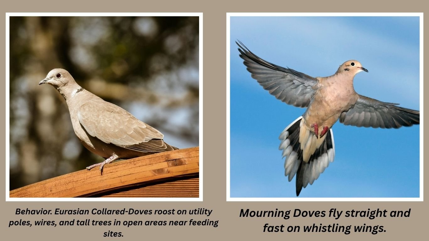 Eurasian Collared Dove vs Mourning Dove: Key Differences