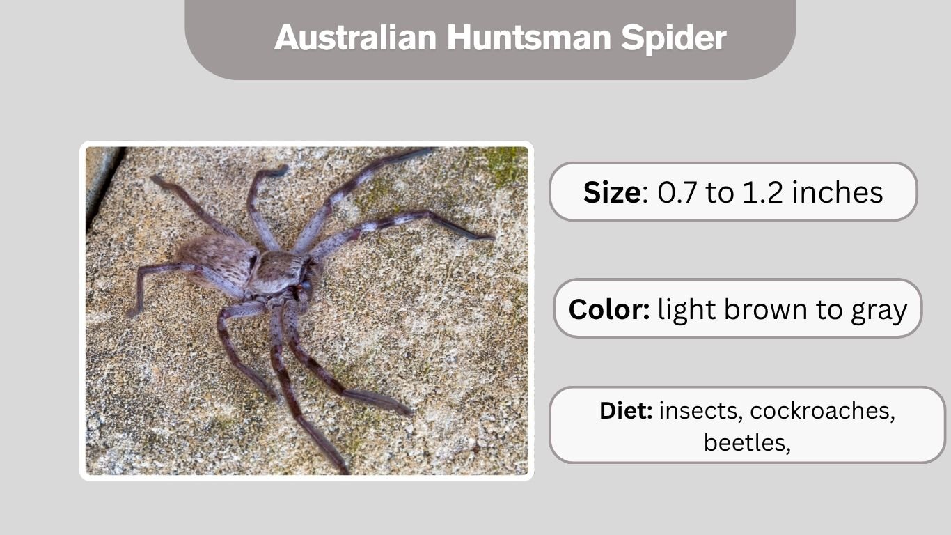 21 Types of Spiders Found in Australia: Identification & Range