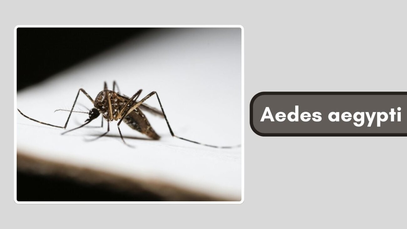 21 Common Types of Mosquitoes: Identification With Pictures