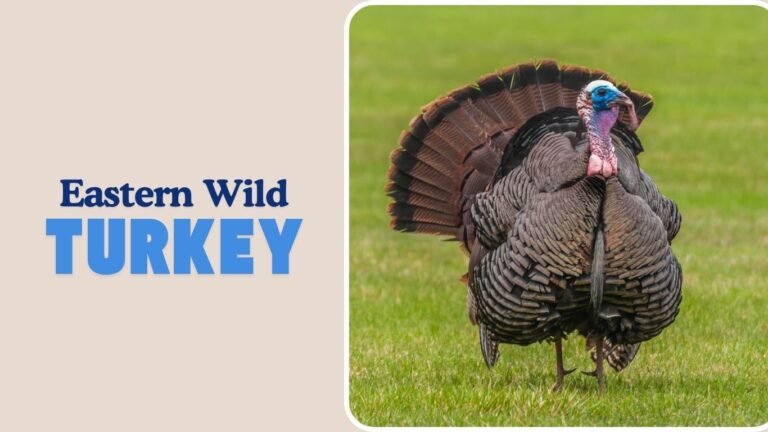 20 Types of Turkey Birds: Identification Chart With Pictures