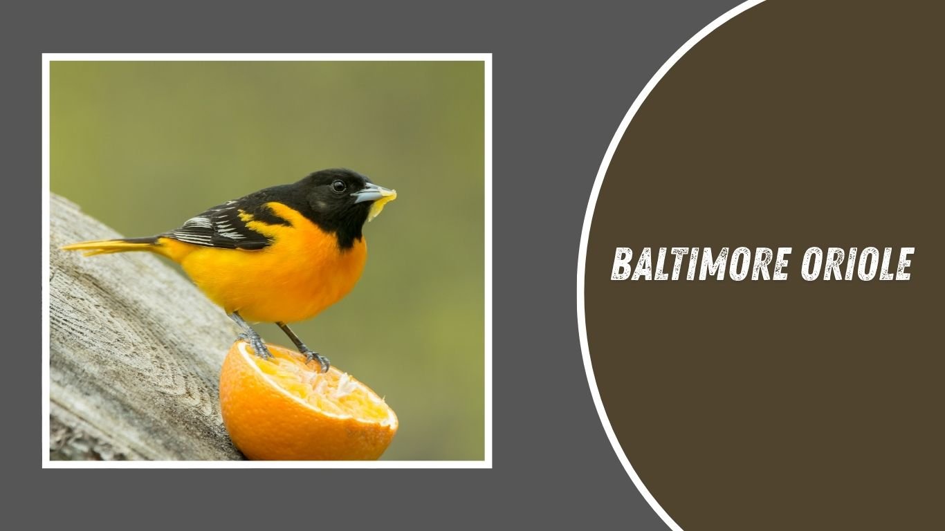 8 Types of Orioles in the U.S. Identification With Images