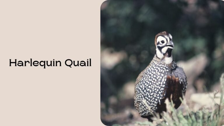 20 Types of Quail: Identification with Name & Pictures