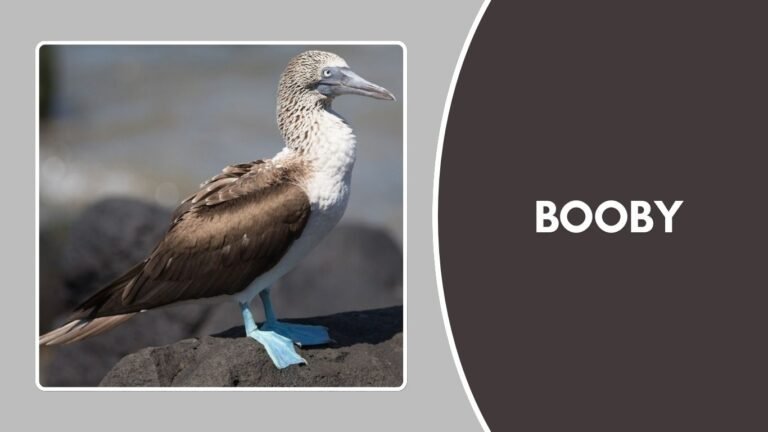 18 Types of Seabirds: Identification with Images & Habitat