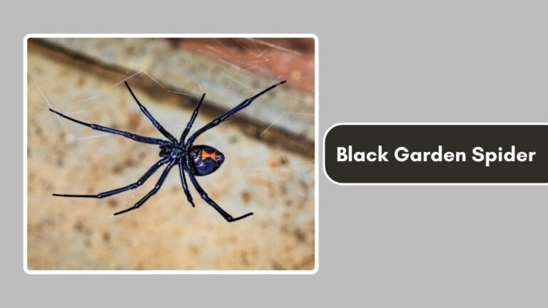 14 Types of Garden Spiders: Identification with Images