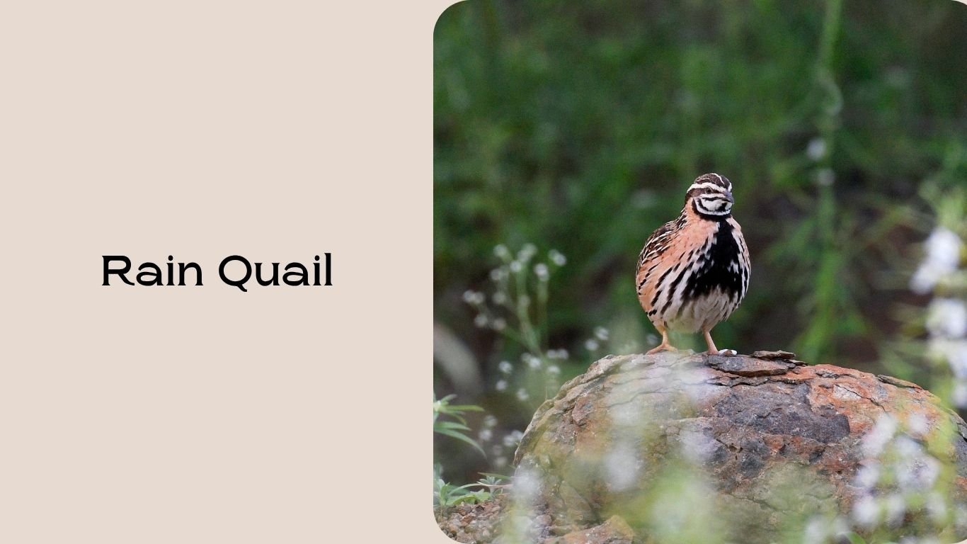 20 Types of Quail: Identification with Name & Pictures