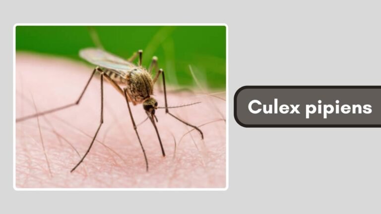 21 Common Types of Mosquitoes: Identification With Pictures