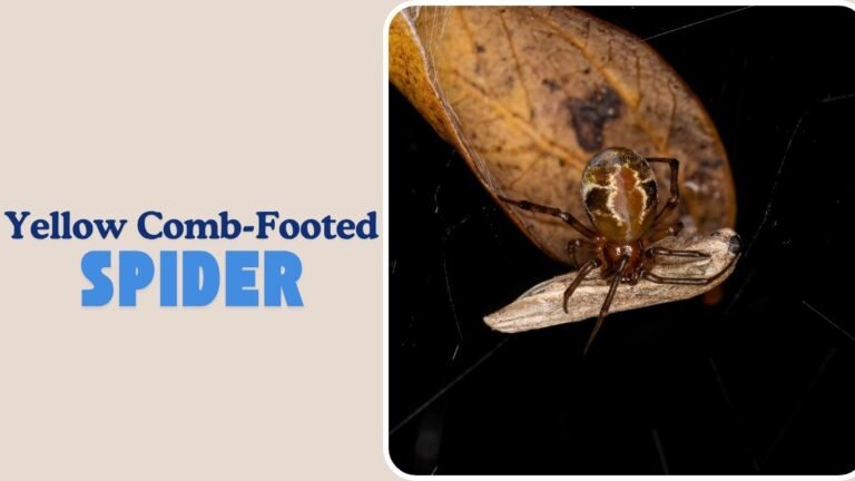 12 Types of Yellow Spiders: Names, Features & Behavior